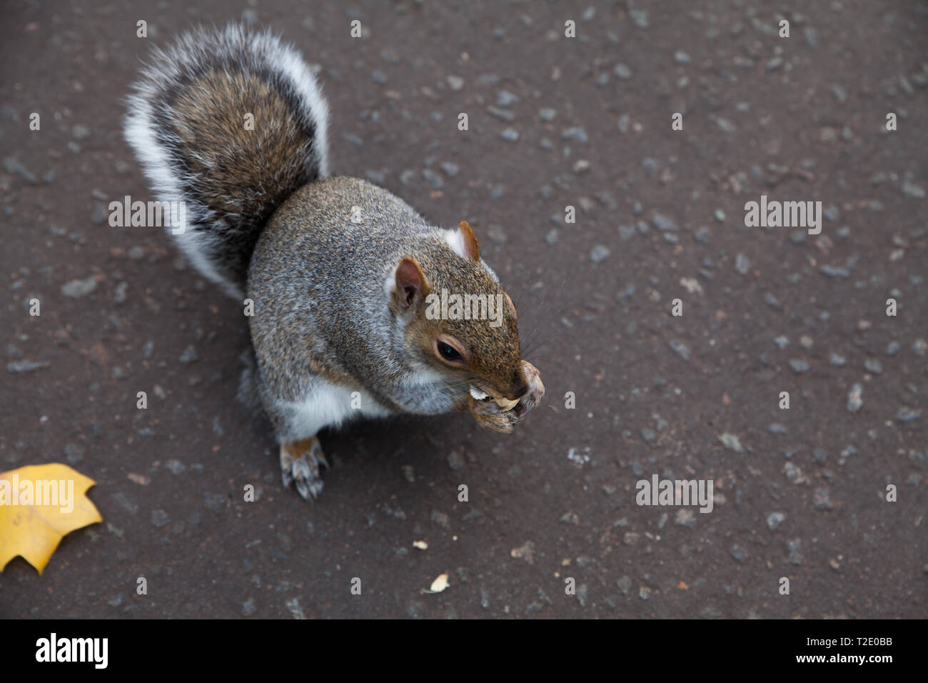 Grey squirrel in the park hi-res stock photography and images - Alamy