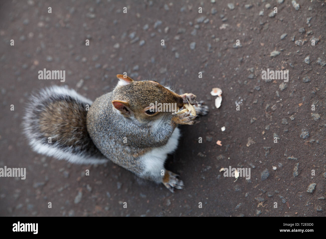 The imported American Grey squirrel in scotland park in Glasgow Stock ...