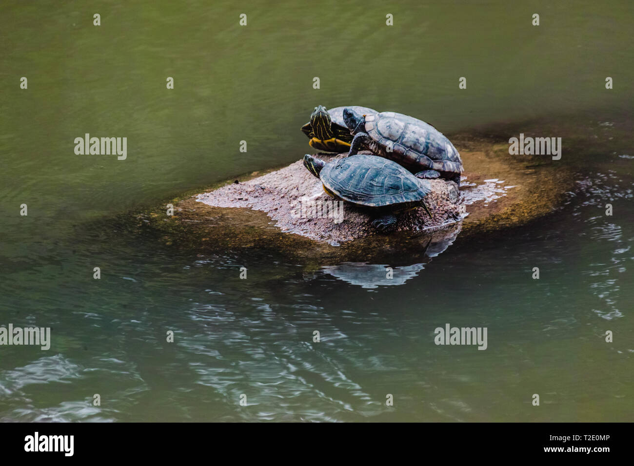 Horto florestal park hi-res stock photography and images - Alamy