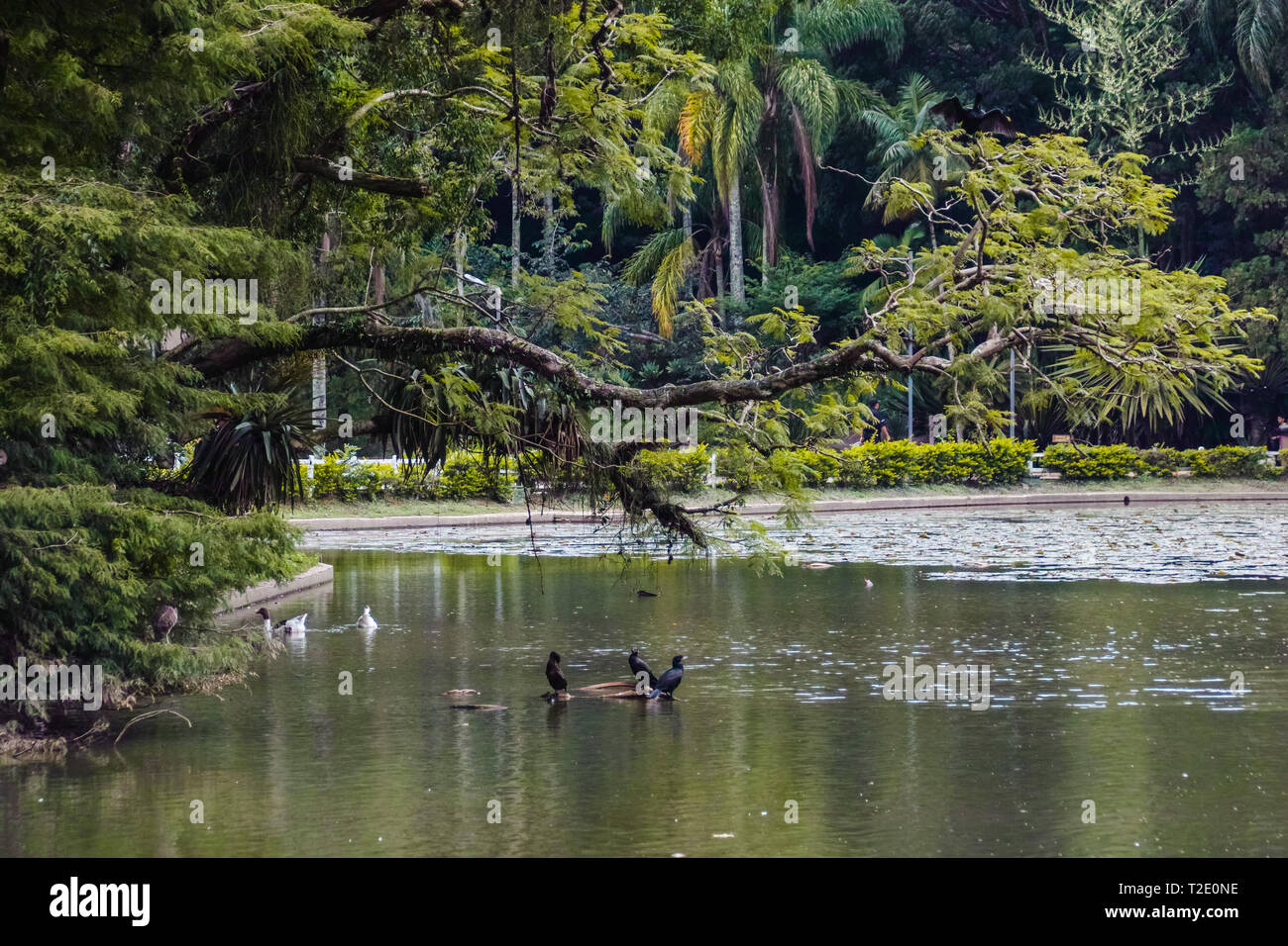 Horto florestal park hi-res stock photography and images - Alamy