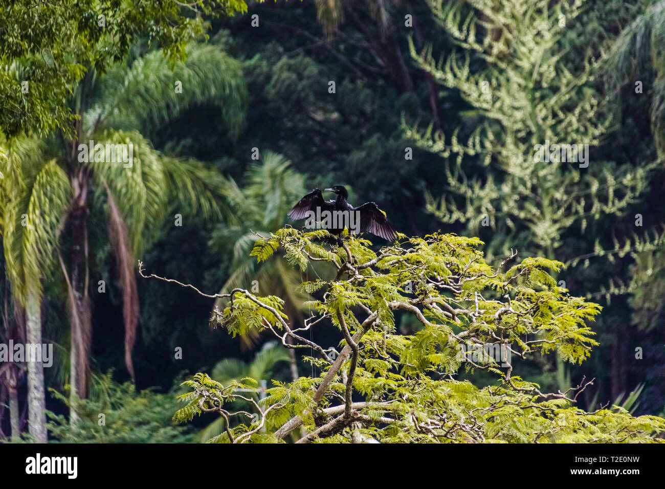 Horto Florestal in Sao Paulo, Brazil Stock Photo - Alamy