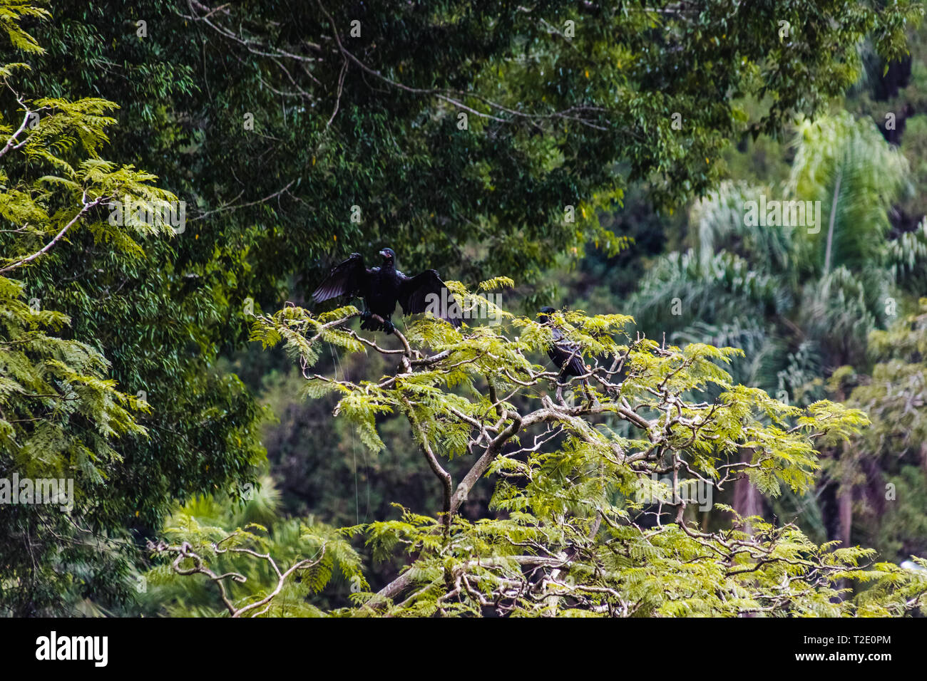 Horto florestal park hi-res stock photography and images - Alamy