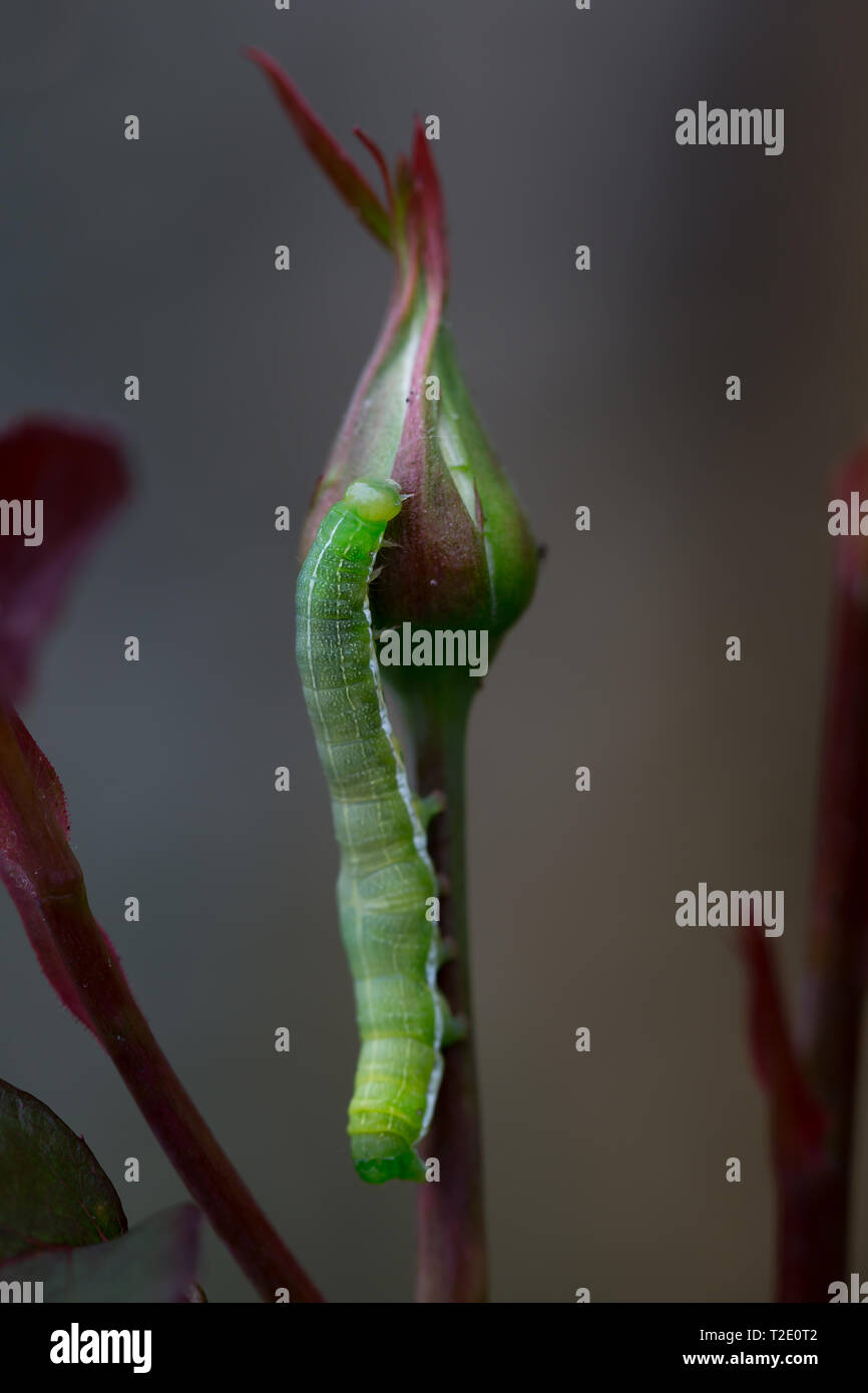Insects green france moth hi-res stock photography and images - Alamy