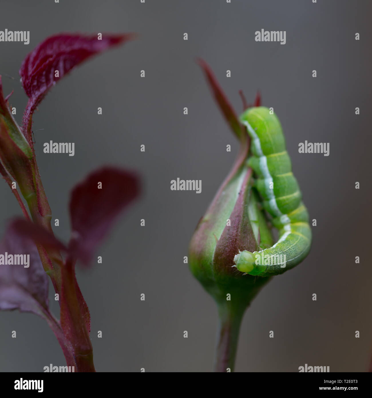 Insects green france moth hi-res stock photography and images - Alamy