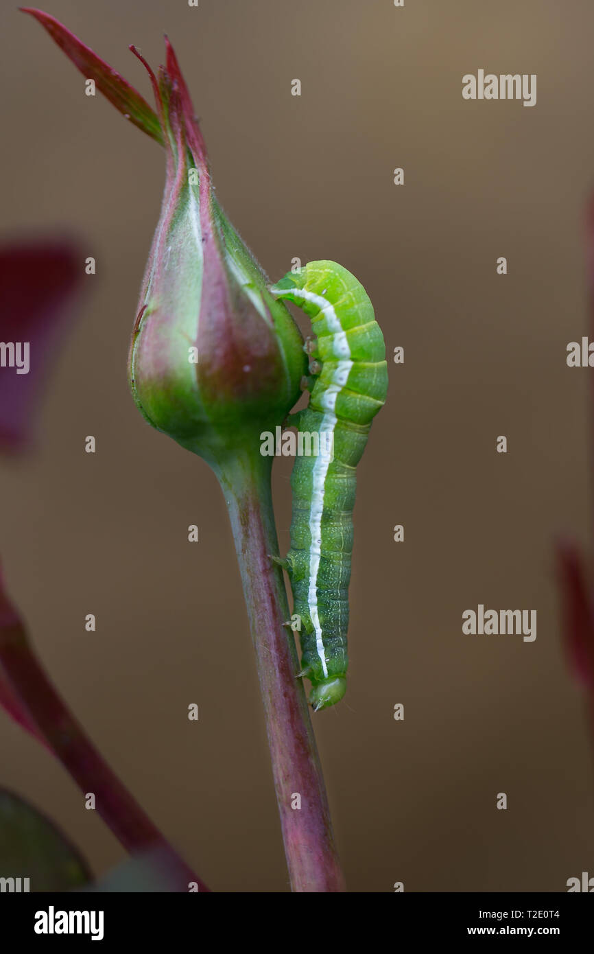 Insects green france moth hi-res stock photography and images - Alamy