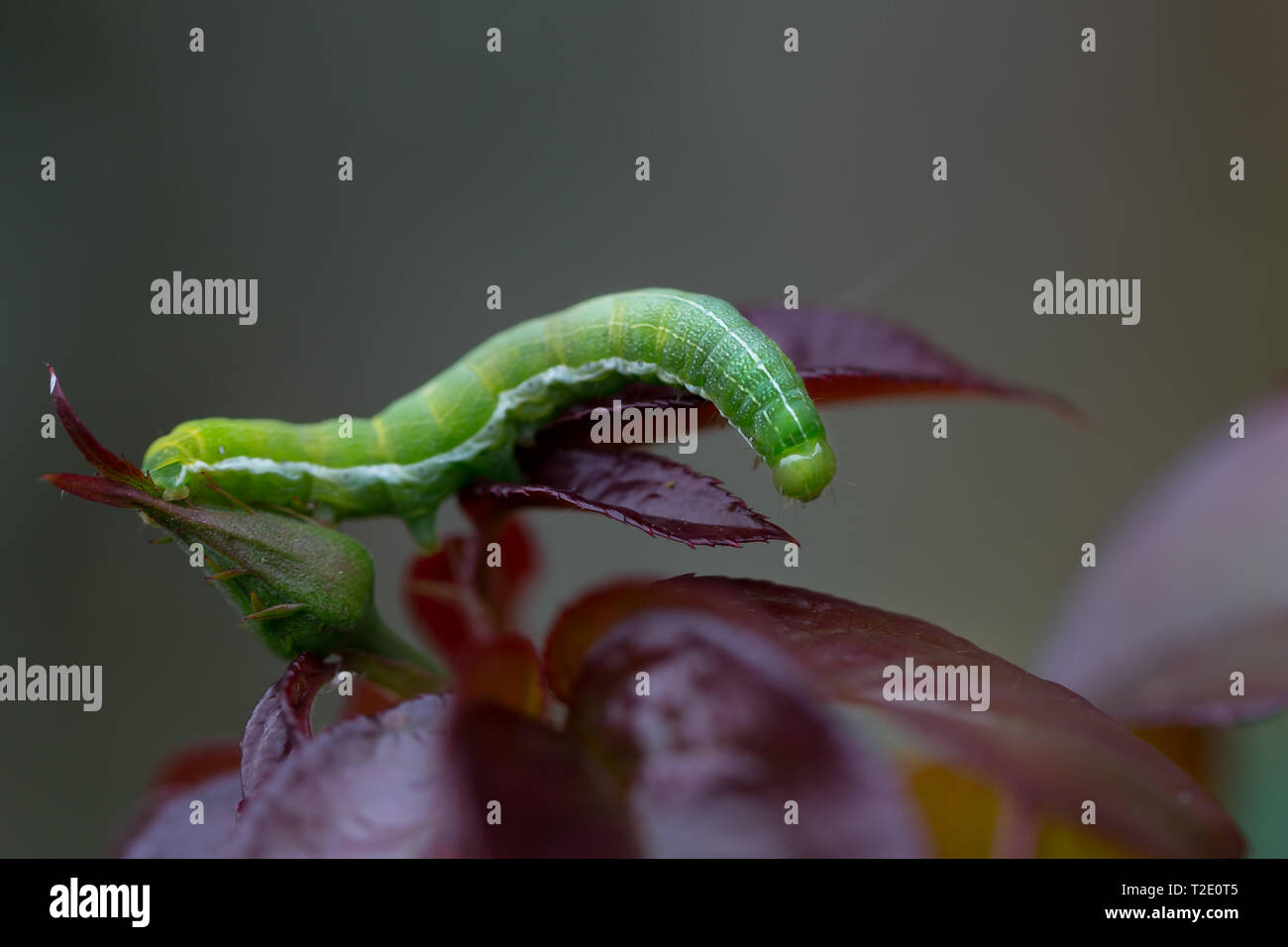 Insects green france moth hi-res stock photography and images - Alamy