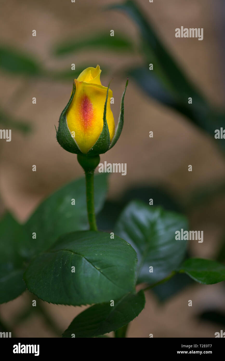 Yellow Rose bud in France Stock Photo - Alamy