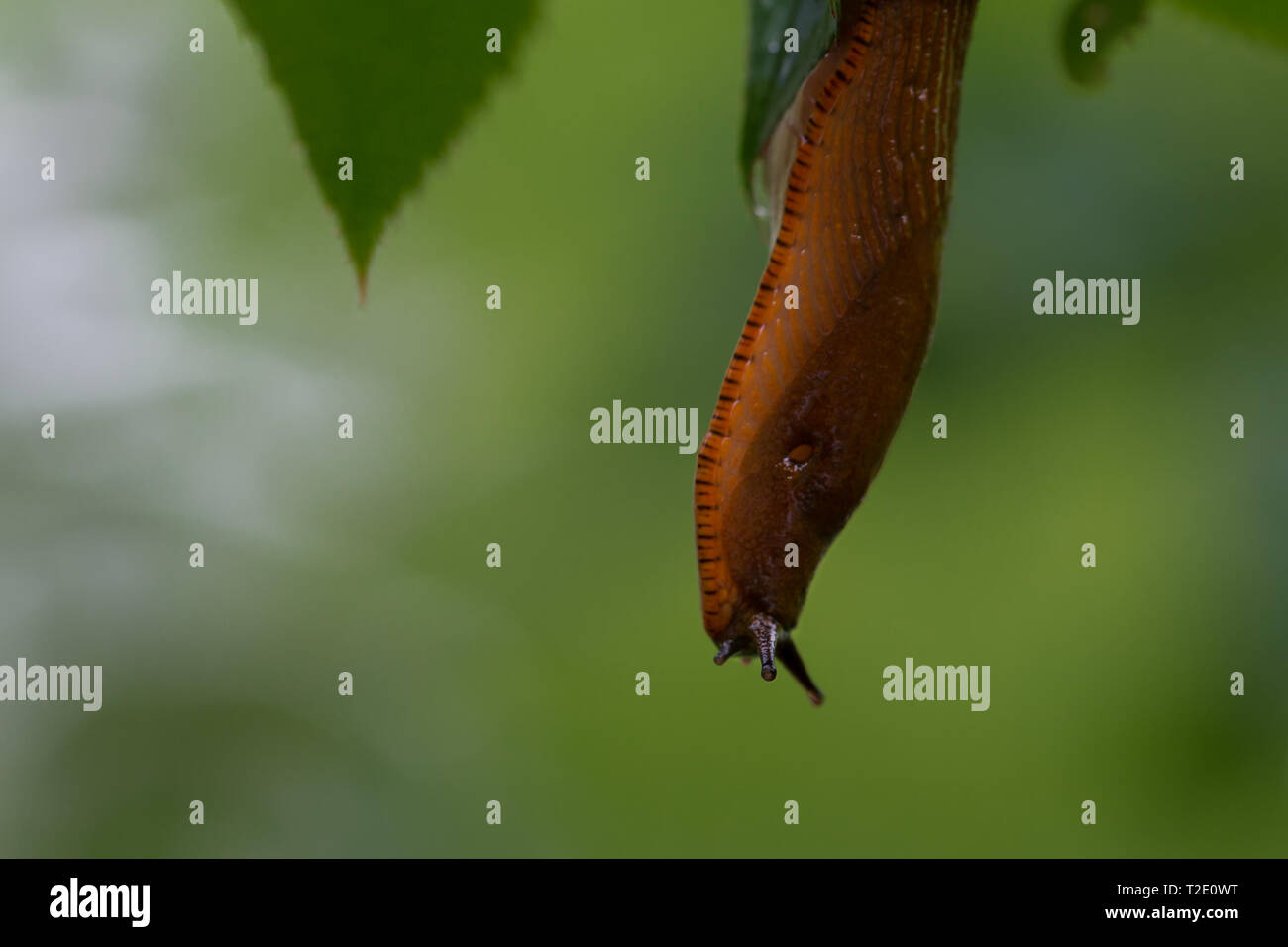 Slug hanging hi-res stock photography and images - Alamy