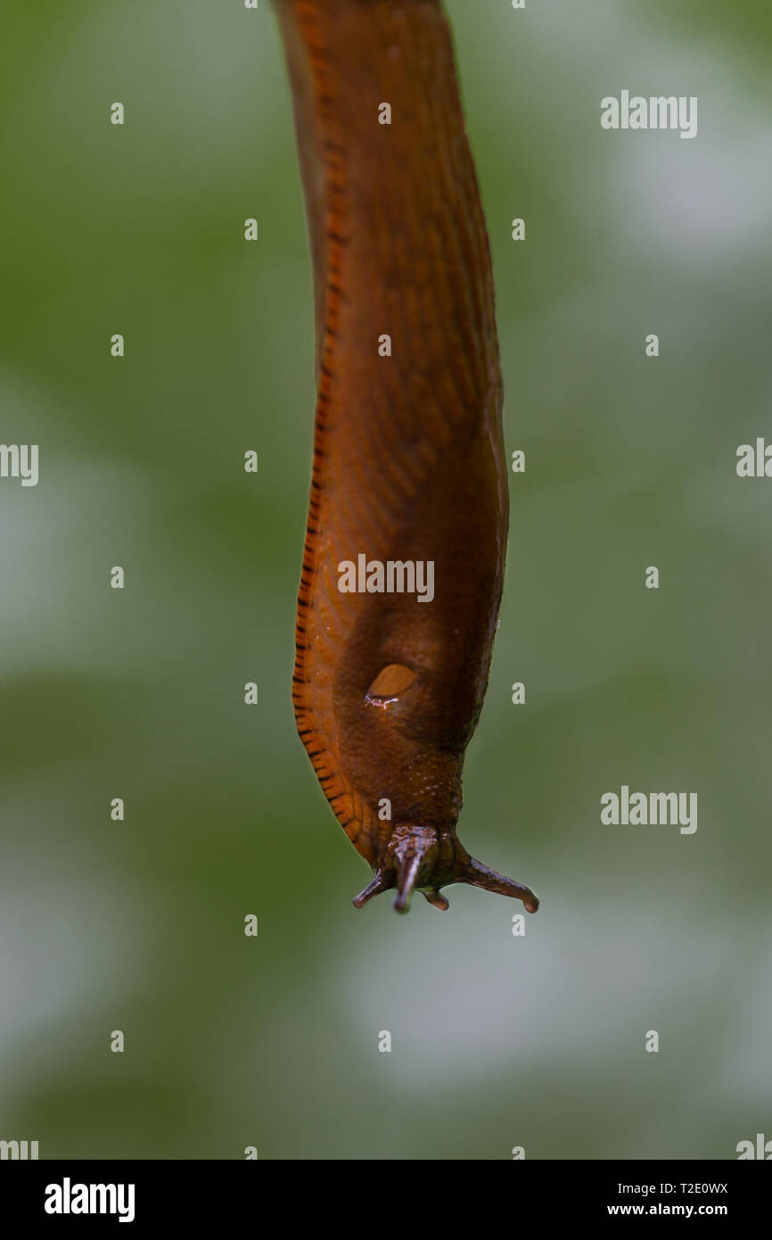 Slug hanging hi-res stock photography and images - Alamy