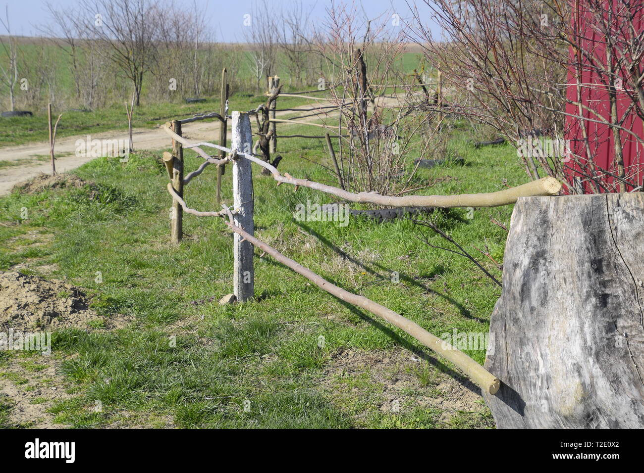 Wooden fence of two crossbars to protect trees from livestock Stock ...