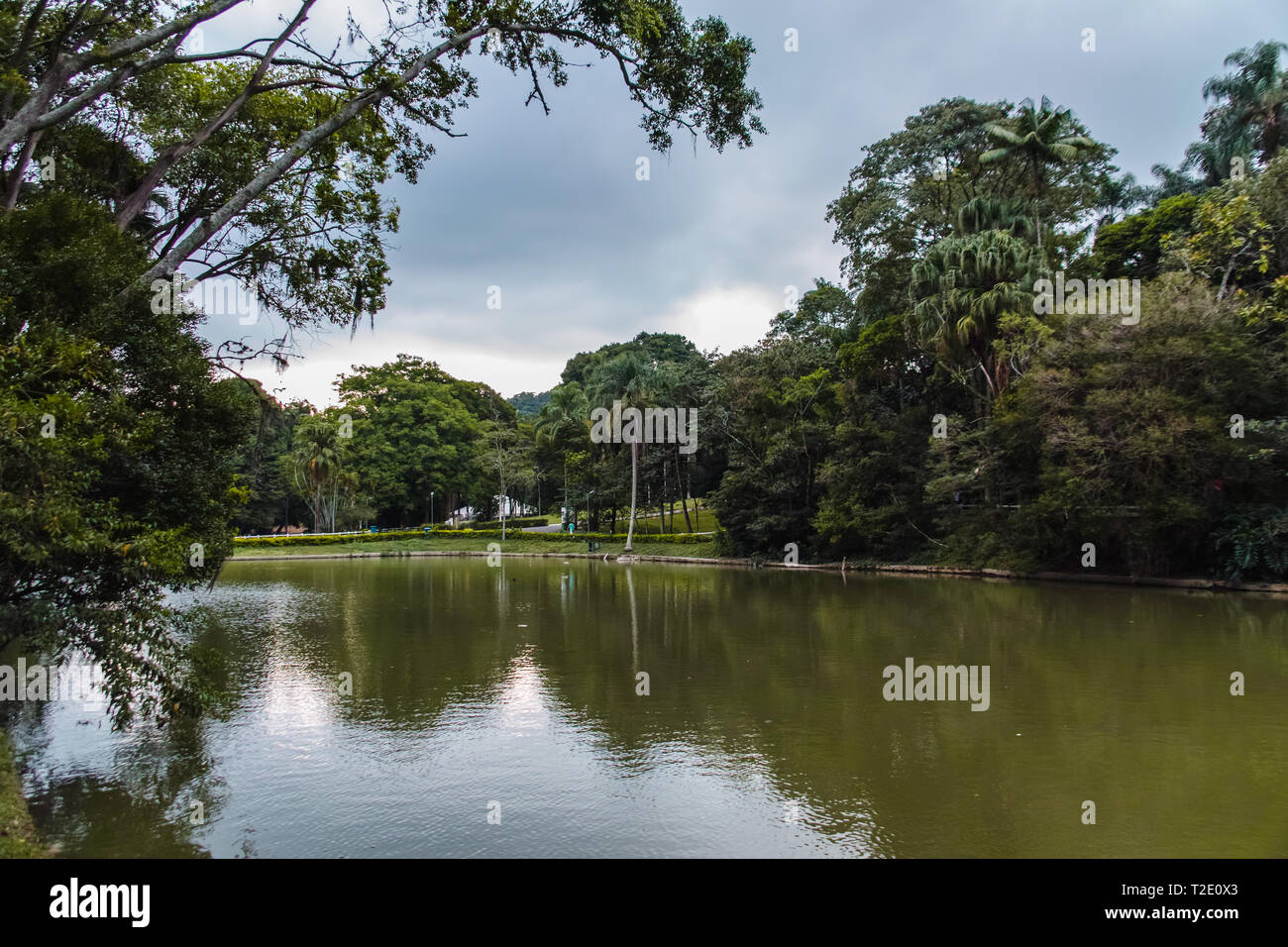 Horto Florestal in Sao Paulo, Brazil Stock Photo - Alamy