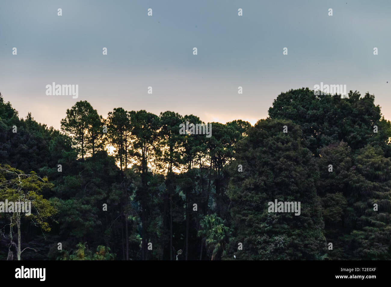 Horto florestal park hi-res stock photography and images - Alamy