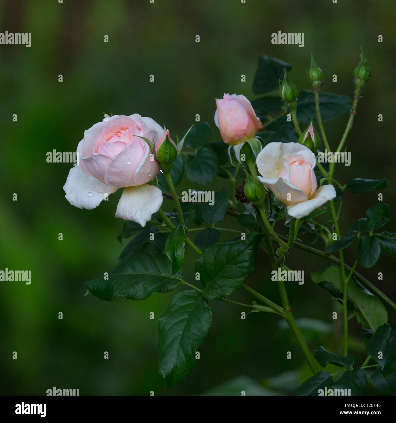 Pink rose cluster hi-res stock photography and images - Alamy