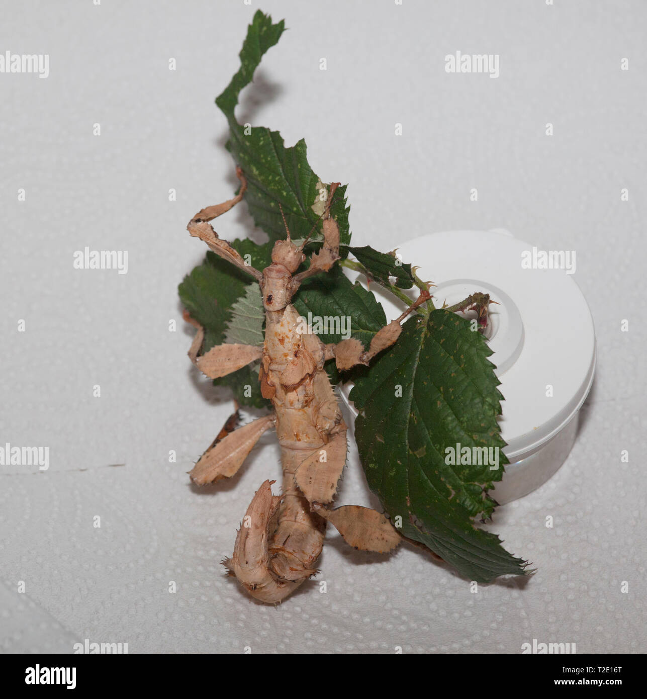Giant Australian Stick insects Stock Photo - Alamy