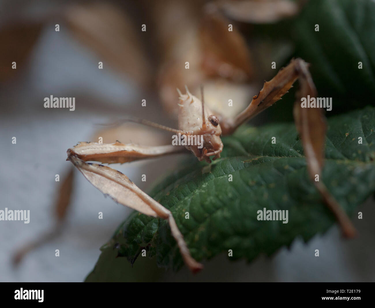 Giant Australian Stick insects Stock Photo - Alamy