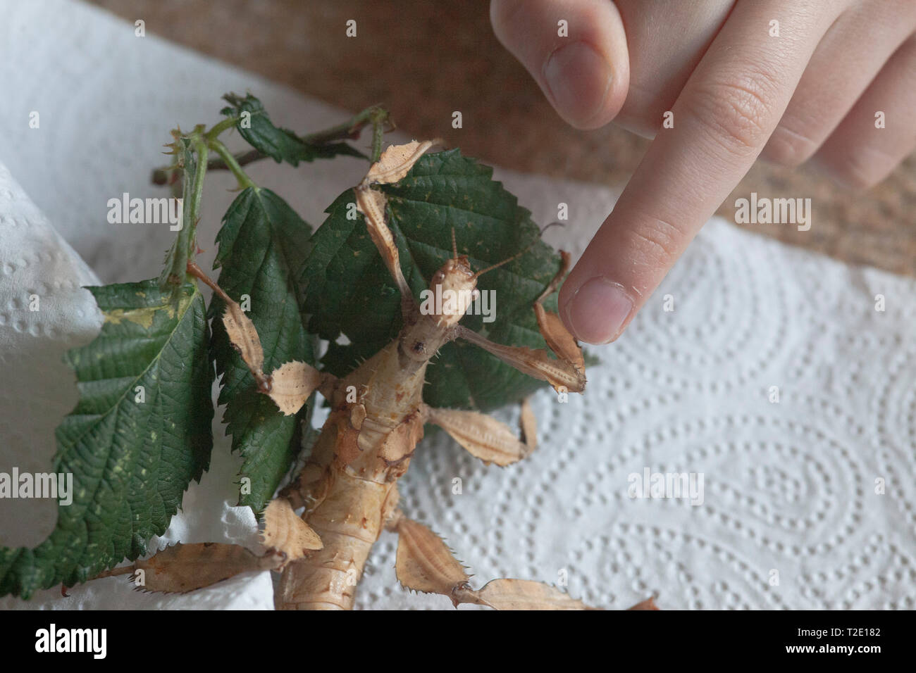 Giant Australian Stick insects Stock Photo - Alamy