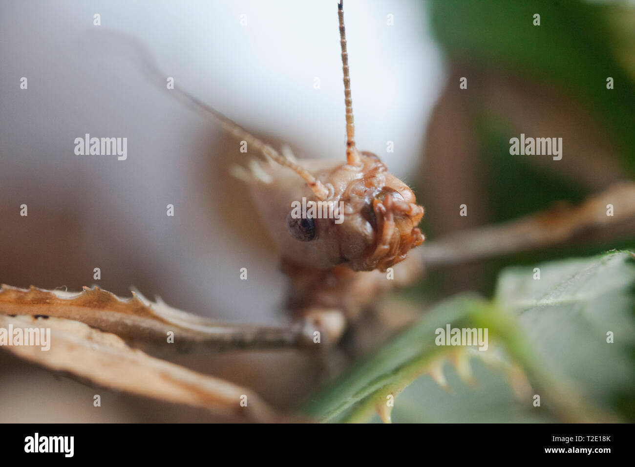 Giant Australian Stick insects Stock Photo - Alamy