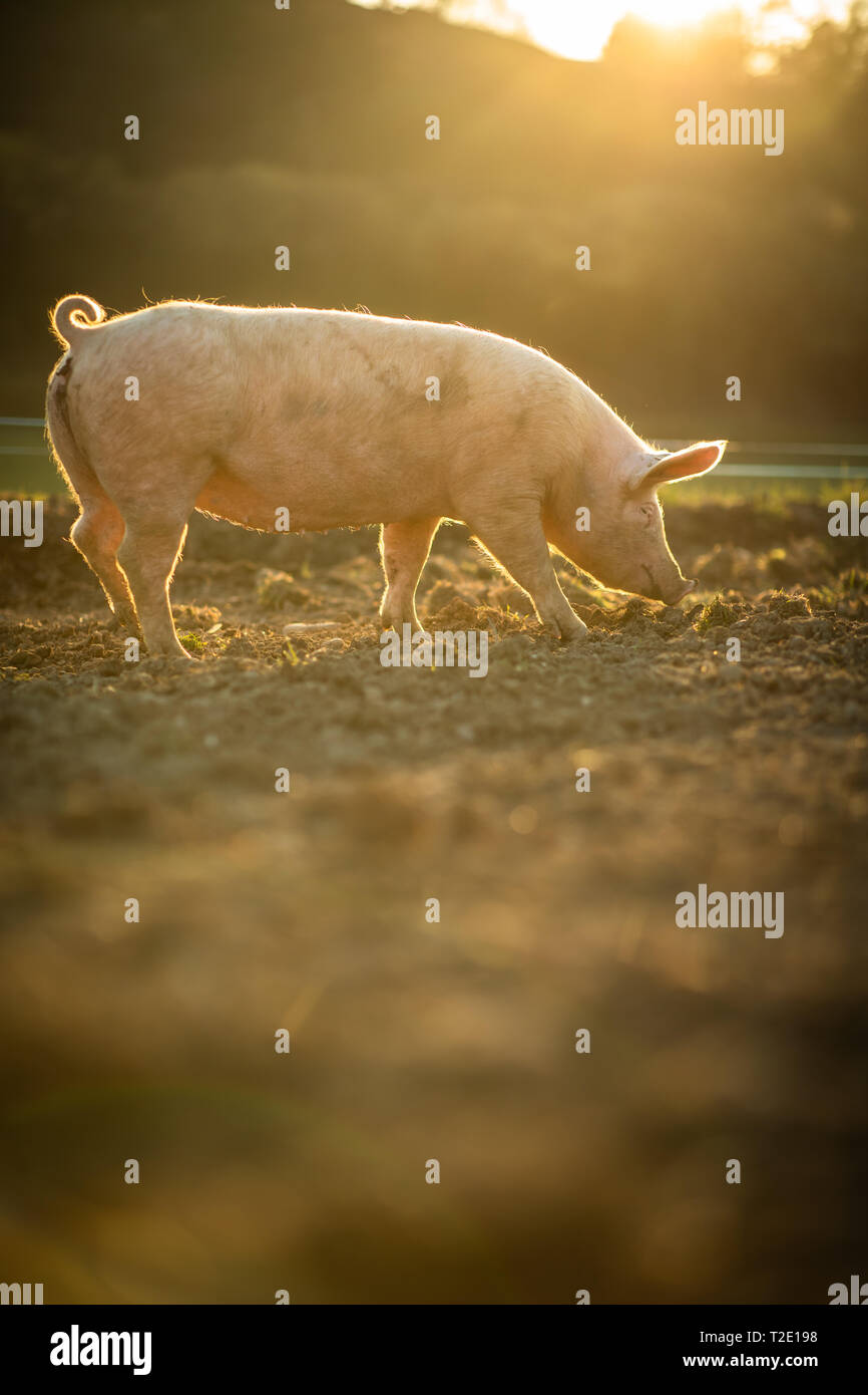 Pigs eating on a meadow in an organic meat farm Stock Photo - Alamy