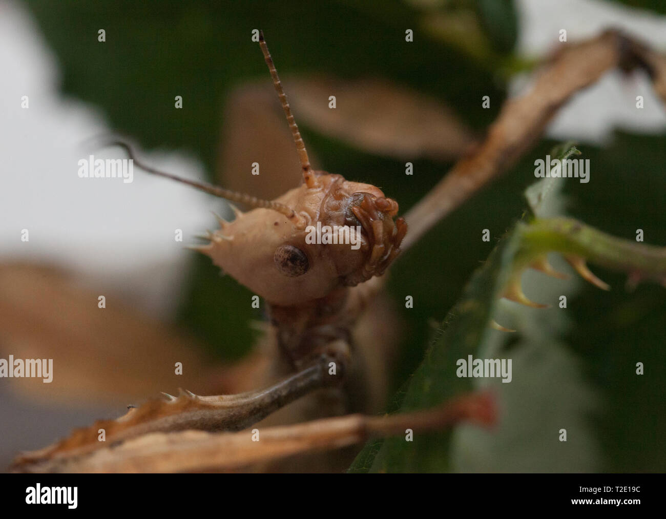 Giant Australian Stick insects Stock Photo - Alamy