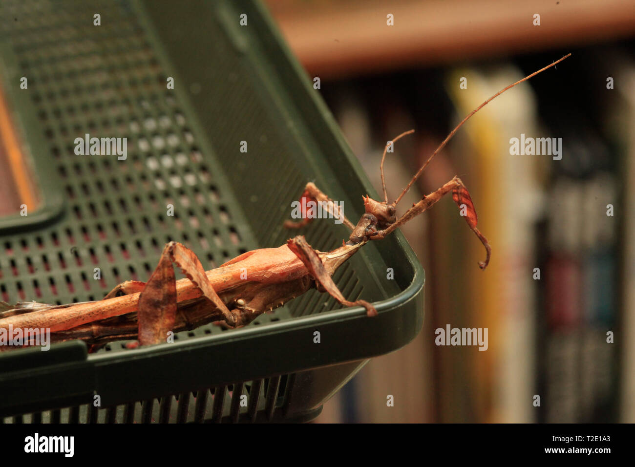 Australian giant prickly stick insect hi-res stock photography and ...