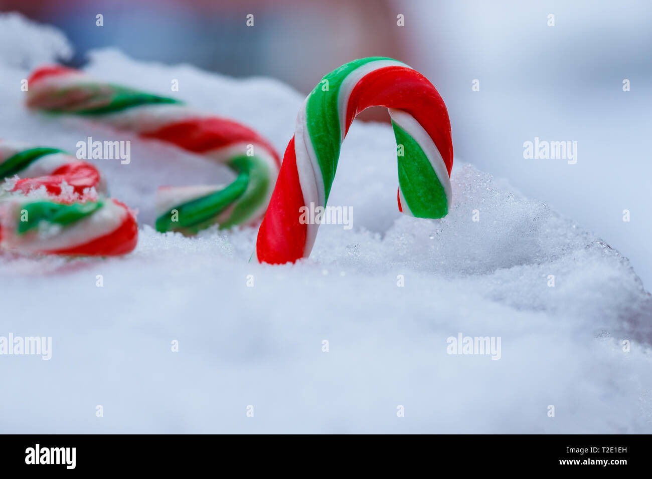 Candy cane in the snow at winter, Season Greetings and December holiday ...