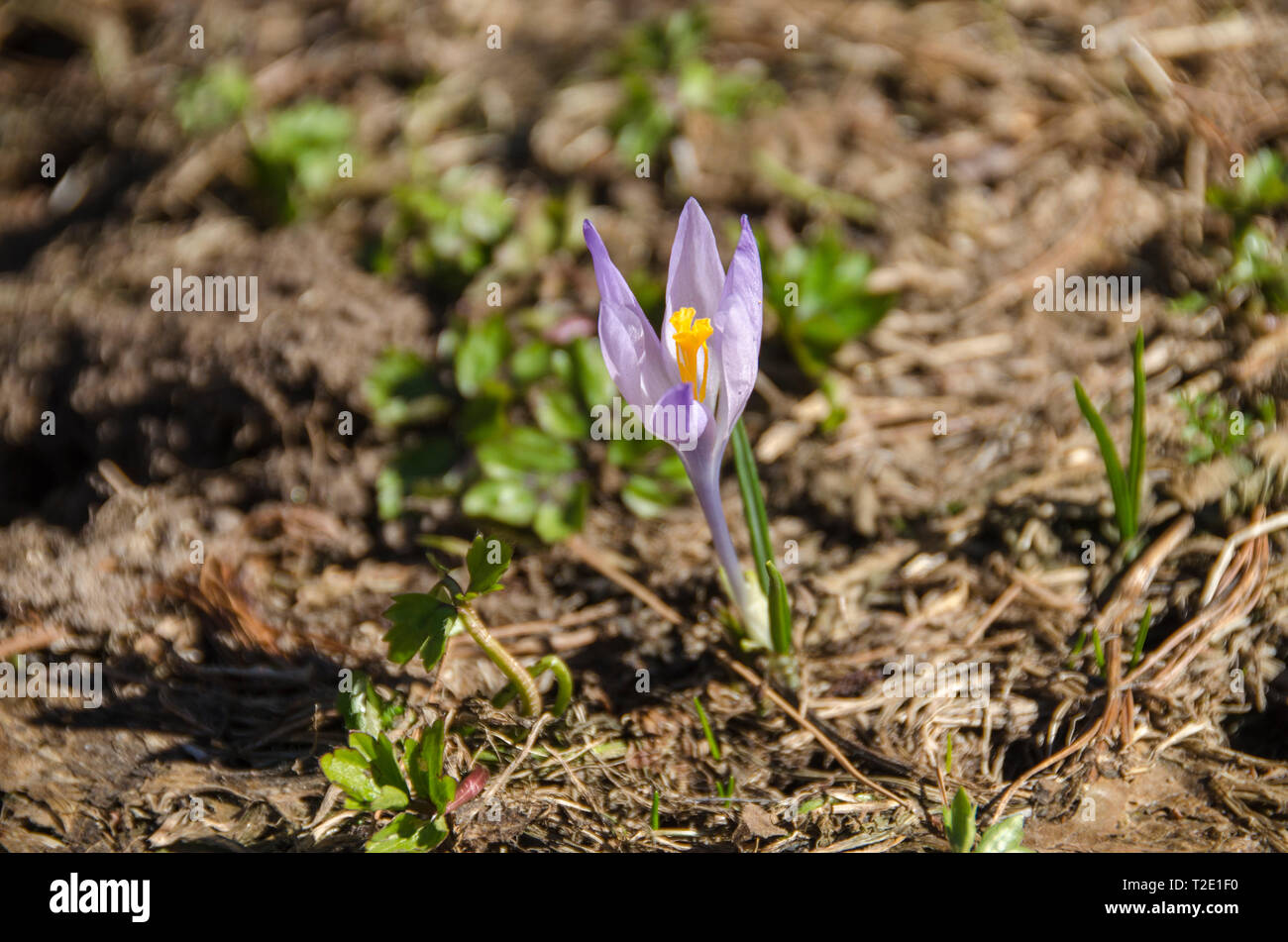 Crocus plant - perennial plant Stock Photo - Alamy