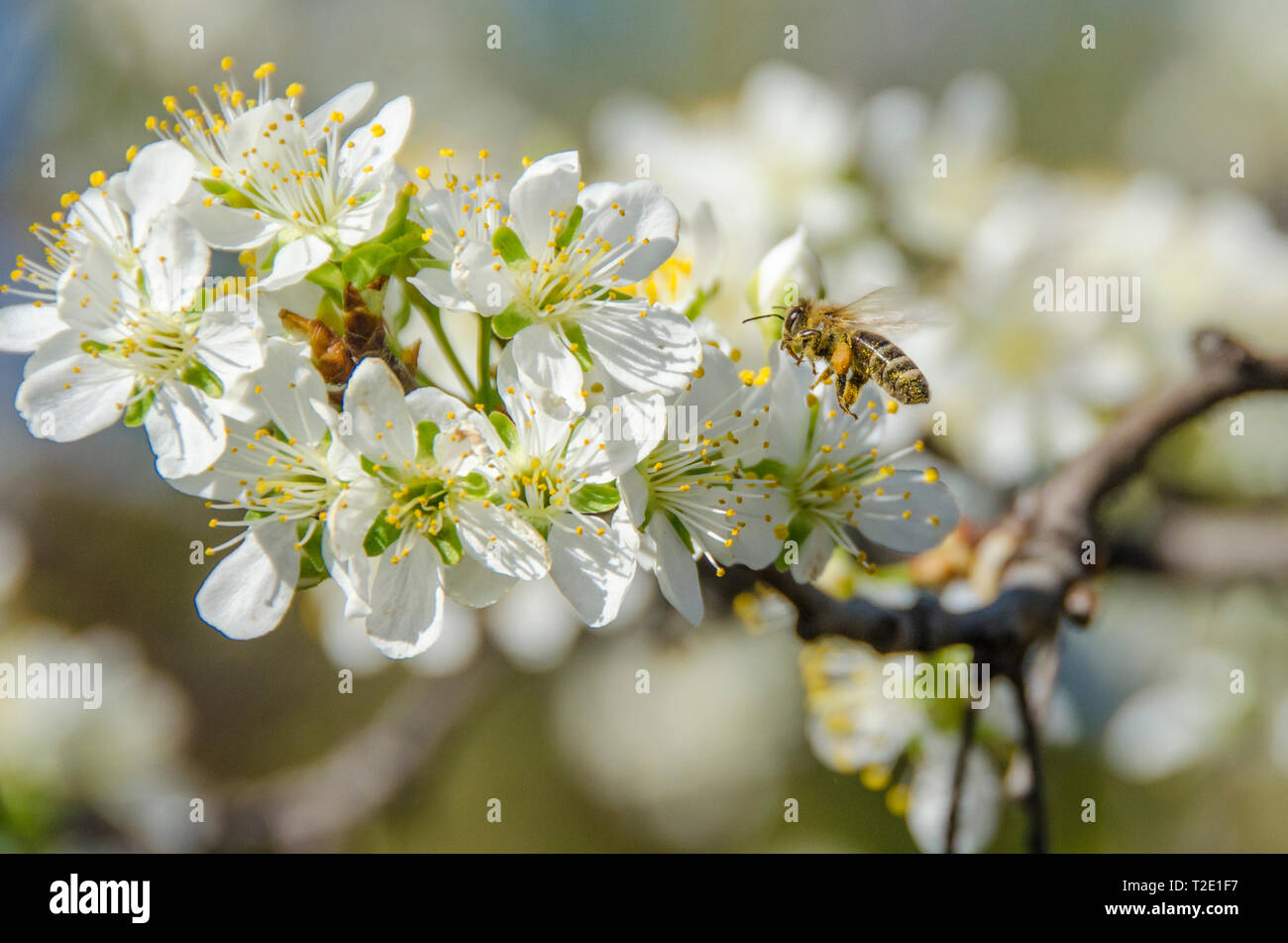 Honey bee on a blooming flower - Honey bee pollination Stock Photo - Alamy