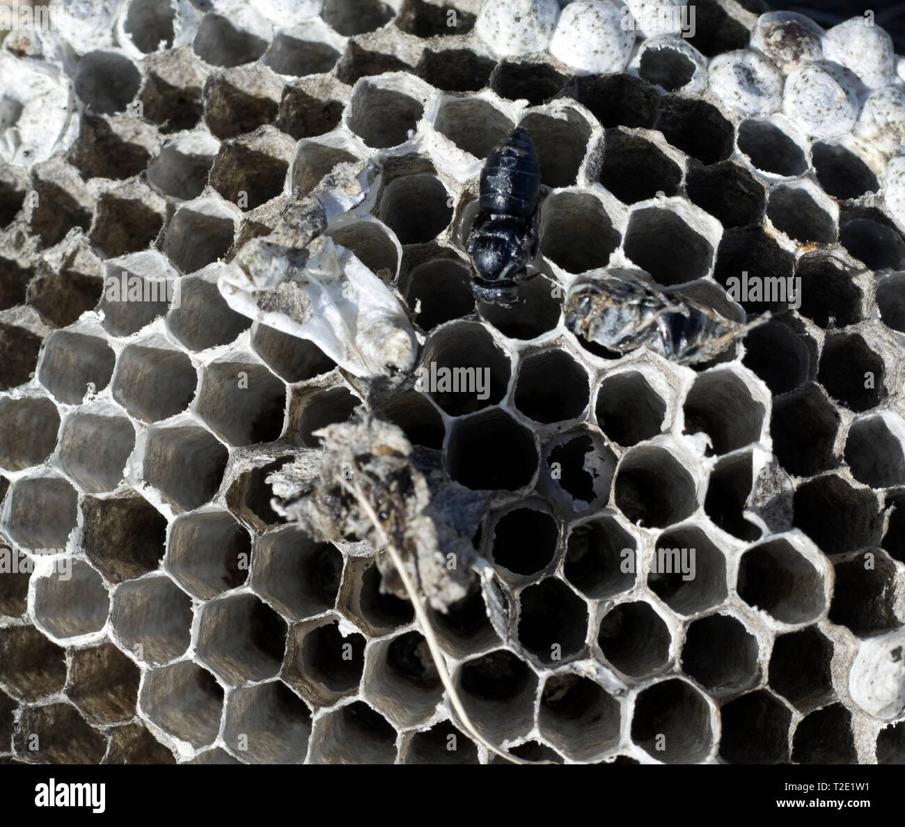 Interior of Bald faced hornets mest with pupae that did not survive ...