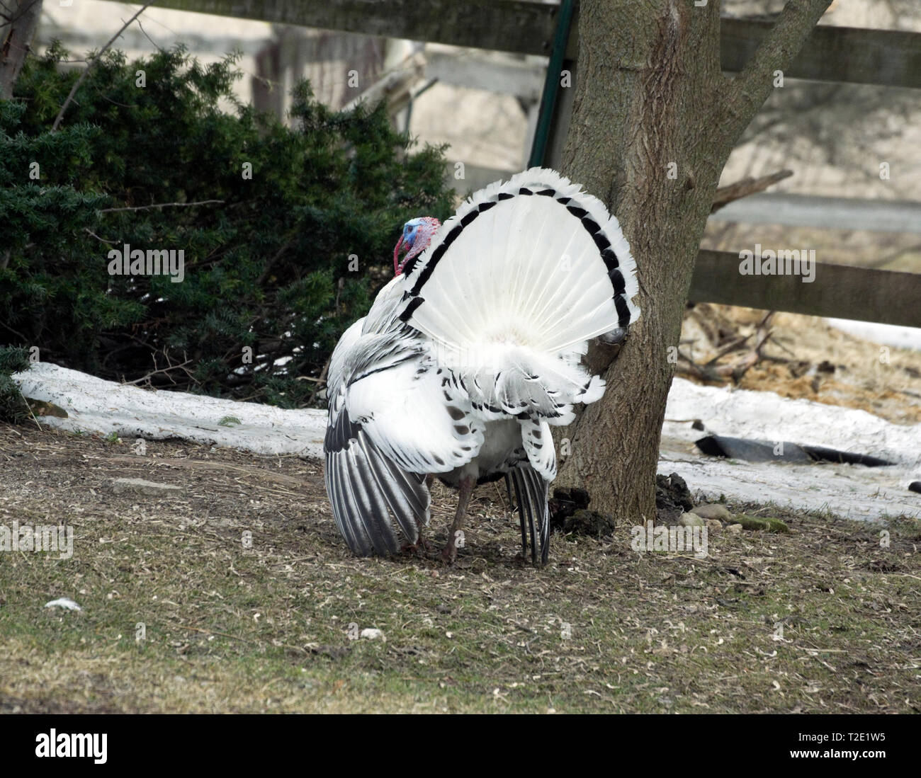 Turkey mating display hi-res stock photography and images - Alamy