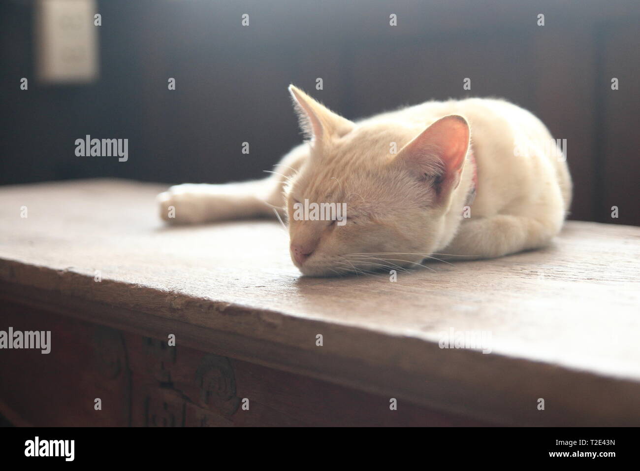 cute cat sleeping on a wood plank. small domestic cat lying on wooden ...