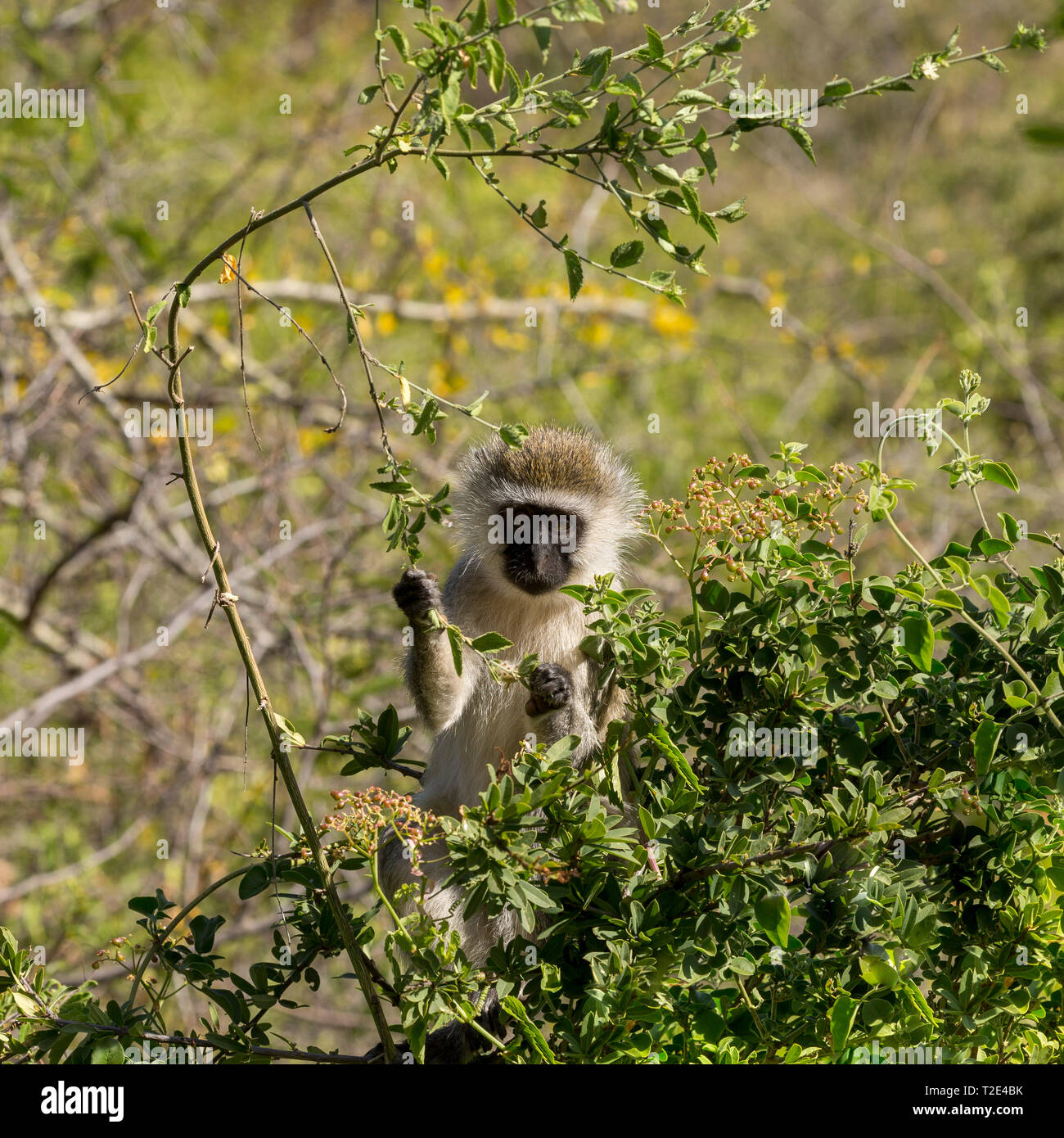 A single adult Vervet monkey sitting in undergrowth, feeding on shoots ...