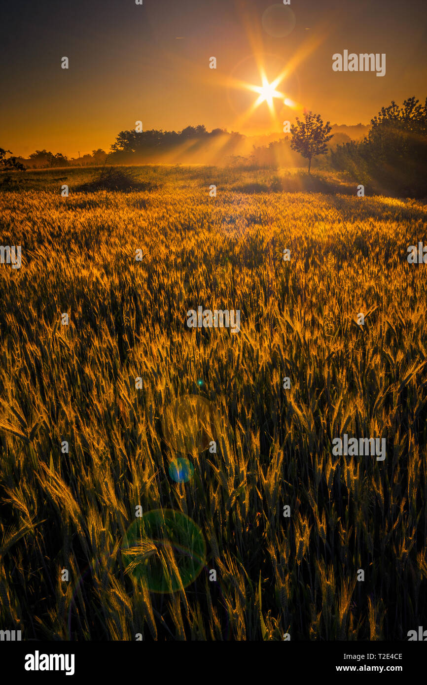 Big field of wheat hi-res stock photography and images - Alamy