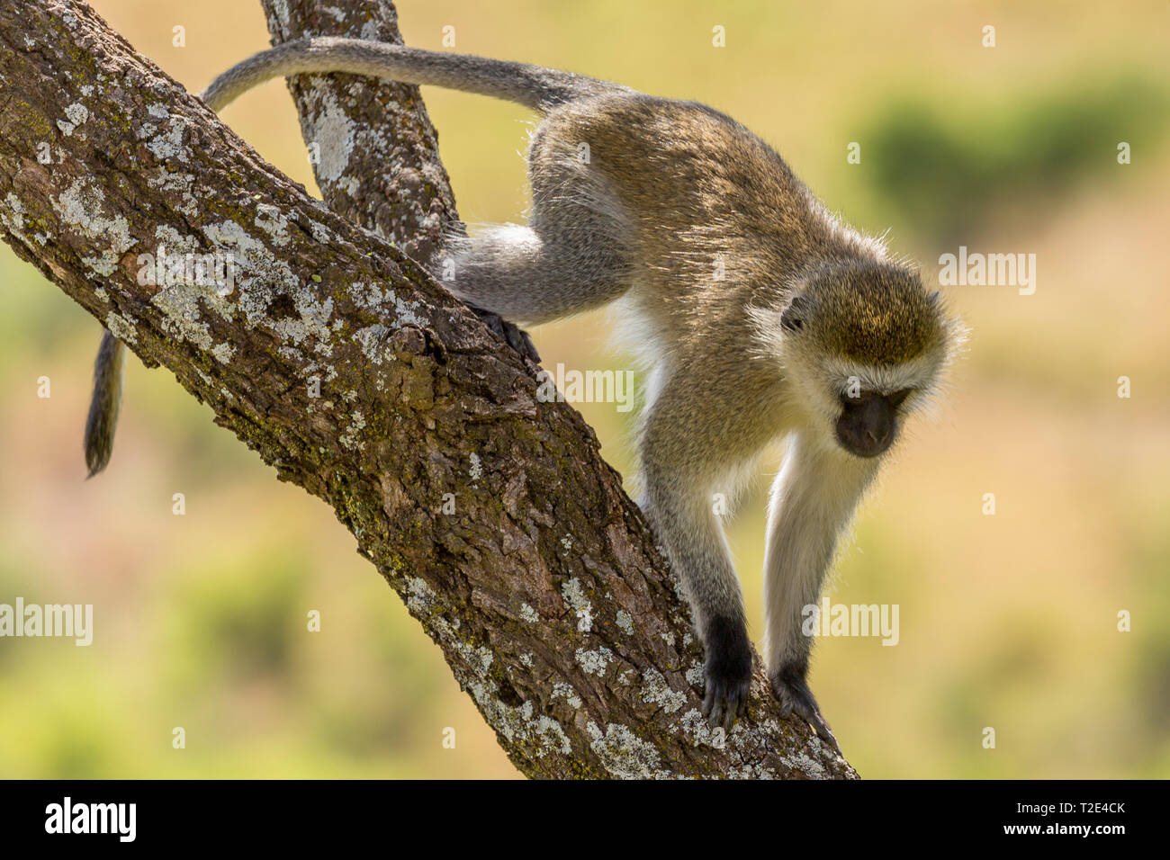 African Monkeys In Tree