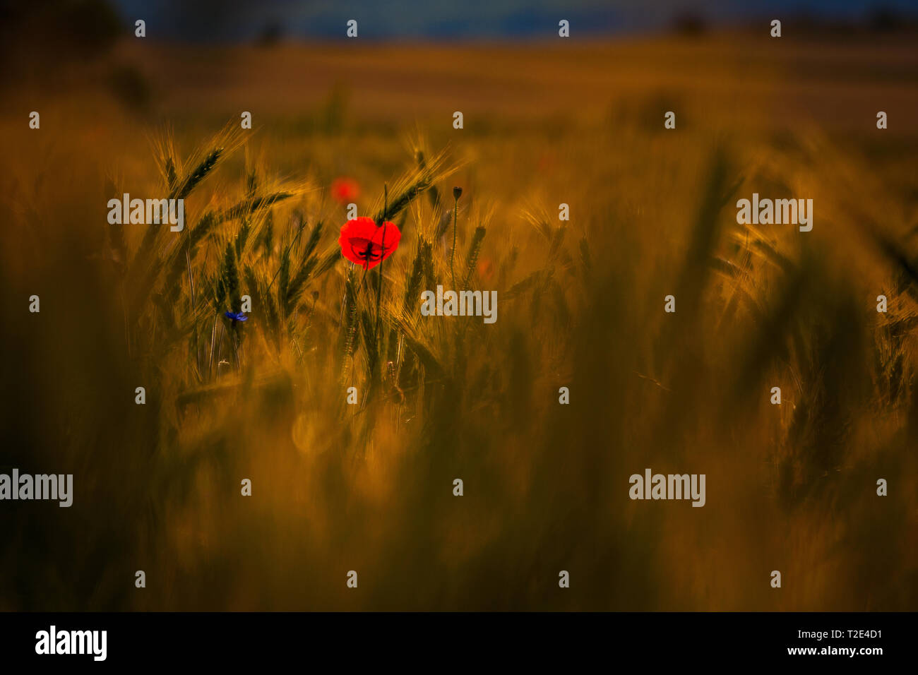 Single poppy flower in golden field hi-res stock photography and images ...