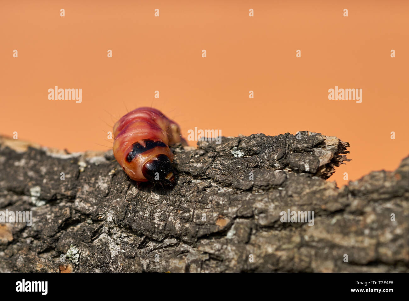 Larva of a goat moth (Cossus Cossus) on the bark of a tree Stock Photo ...