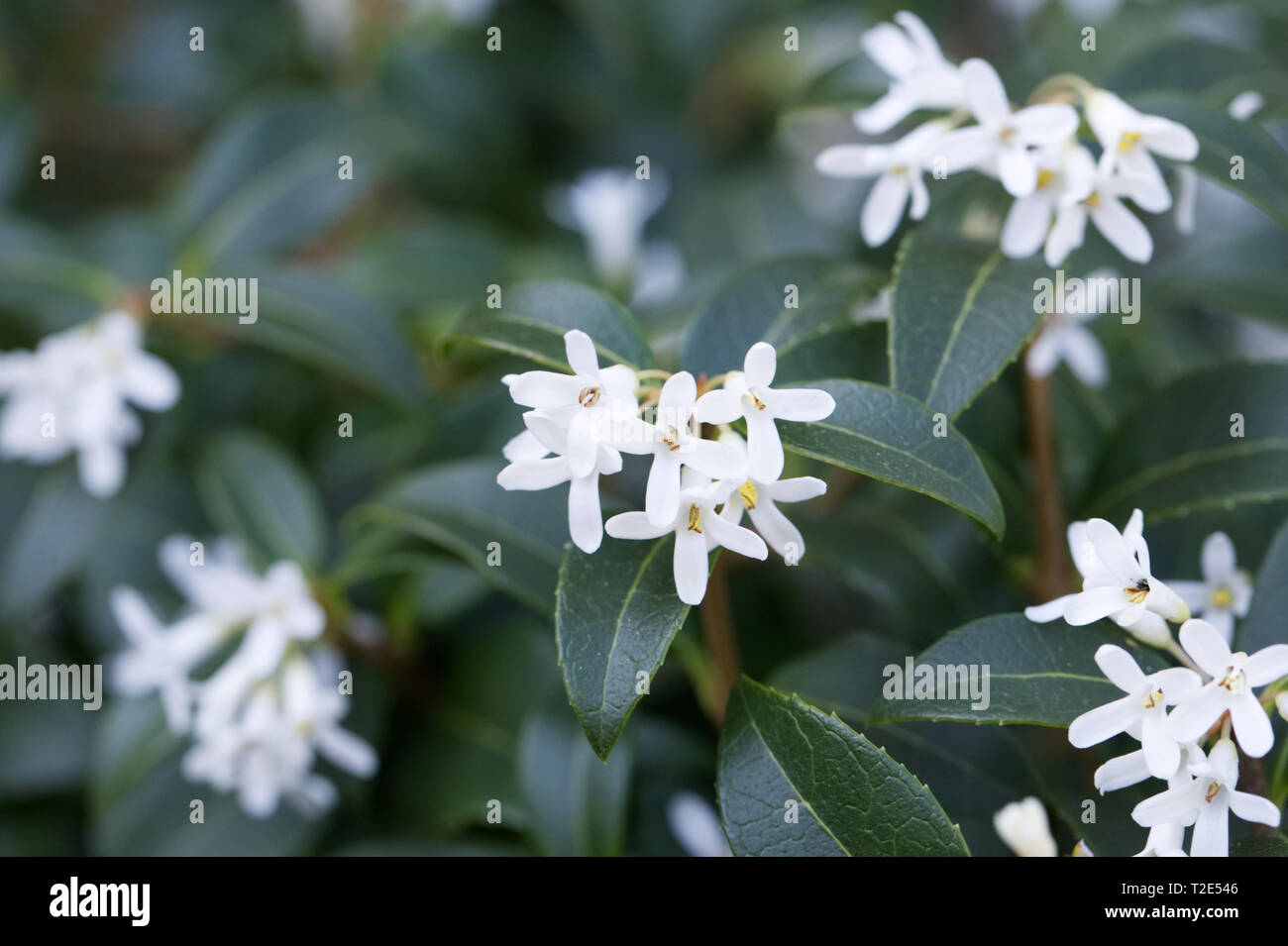 Osmanthus Branches High Resolution Stock Photography and Images - Alamy