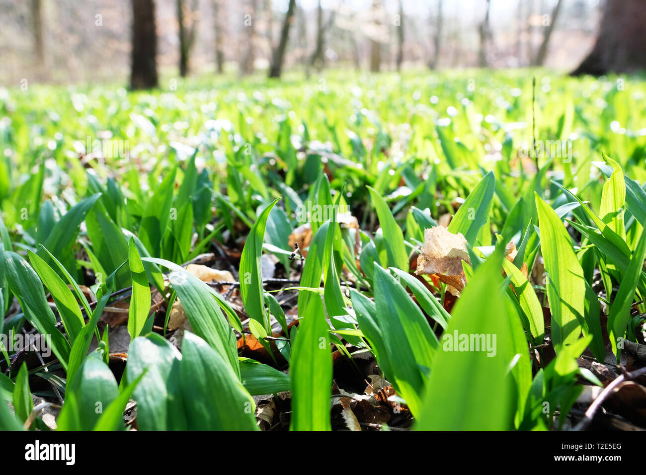 Forest in spring covered with bear leek - Allium ursinum Stock Photo ...