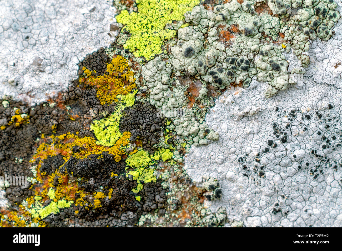 Old forest indicator species of lichen hi-res stock photography and ...