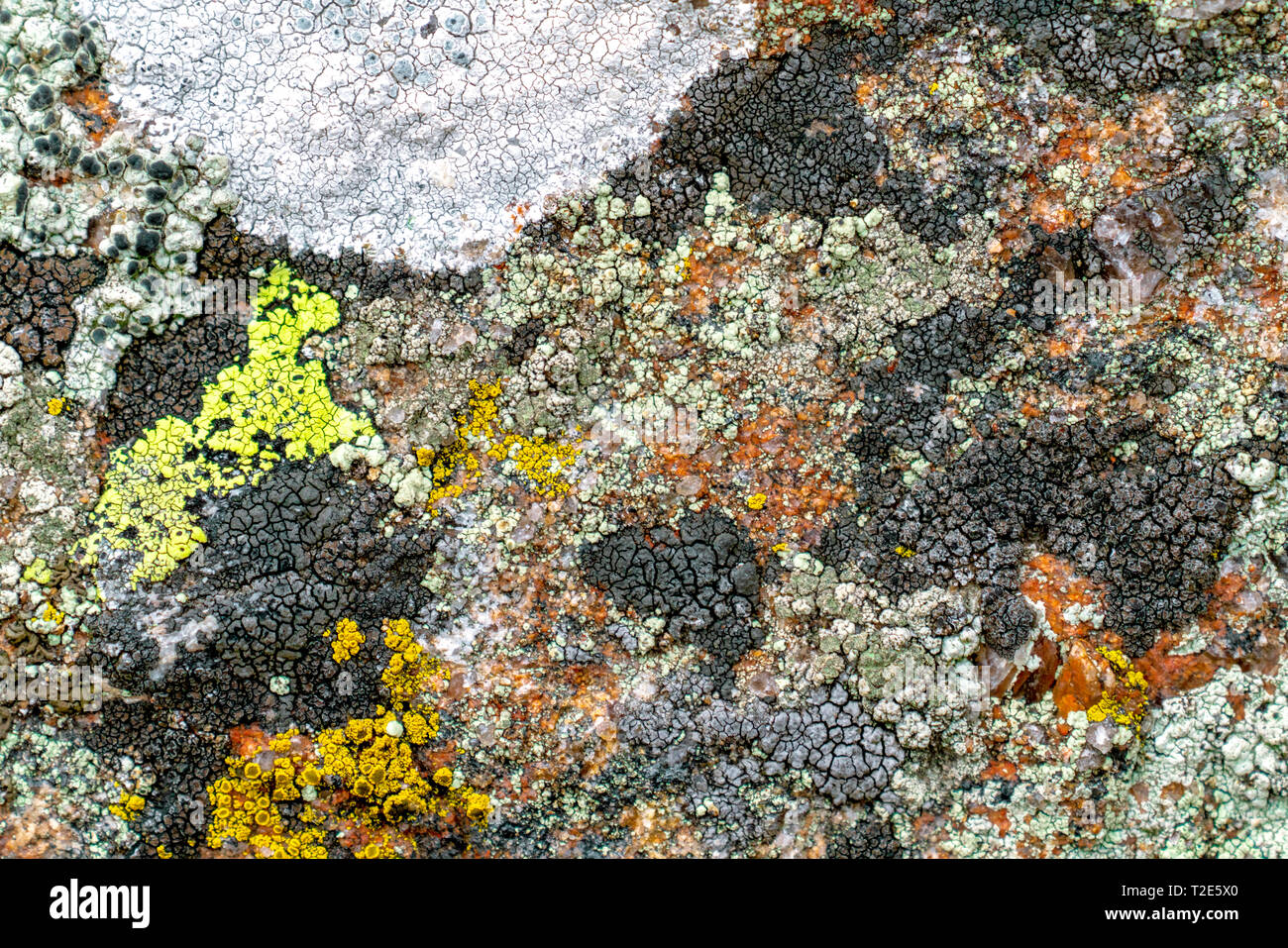 Several lichen species groving right next to one another not far from ...