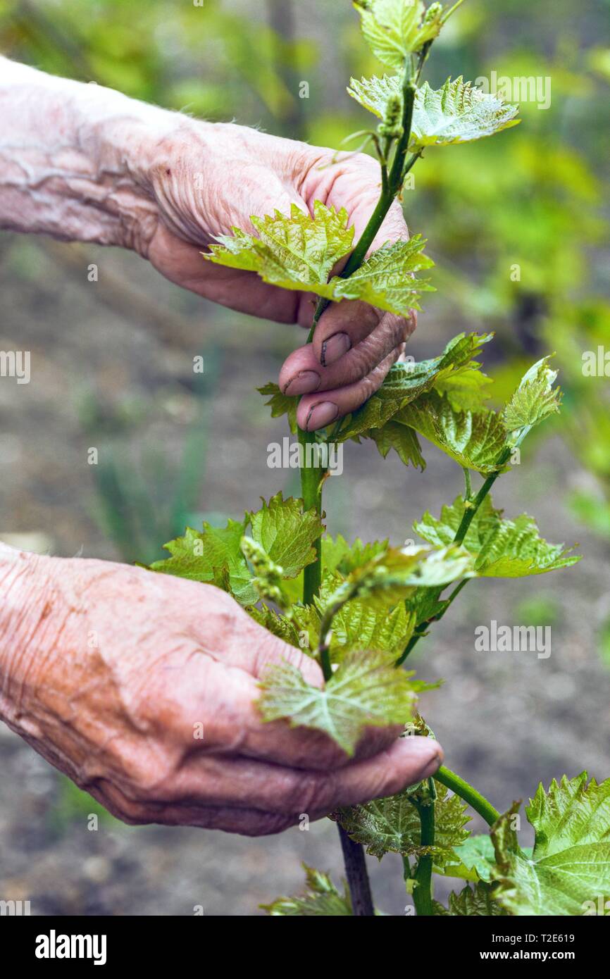 concept of life. Vineyard. hands of an elderly man holding a branch of ...