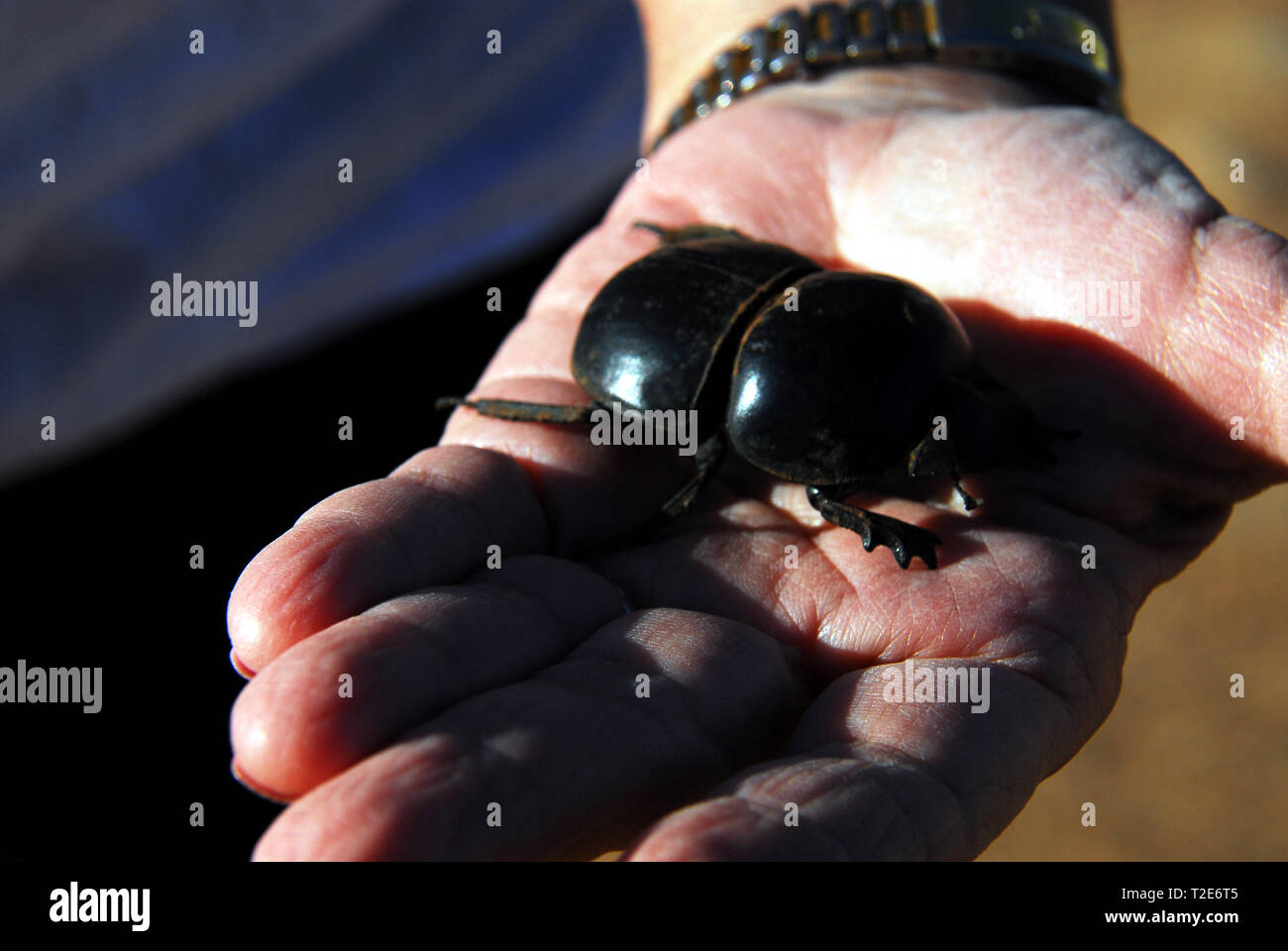 Dung beetle scarabaeus hi-res stock photography and images - Alamy