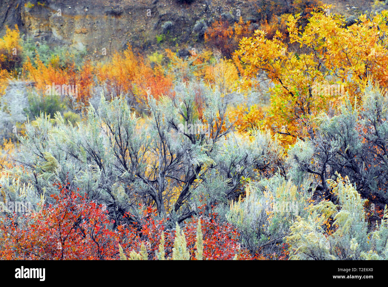 Nature at its best. The colorful autumn season in the wilderness of ...