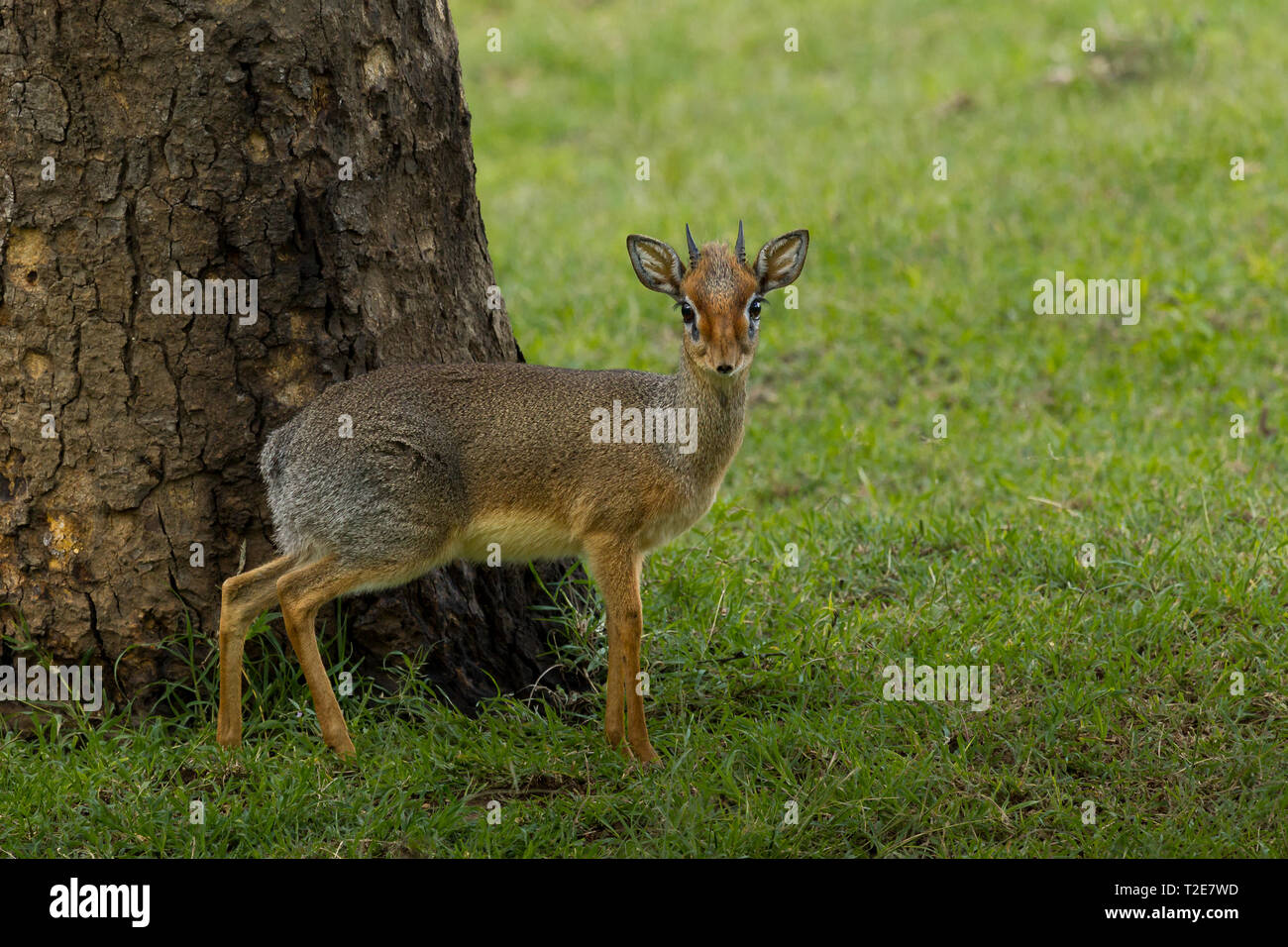 Small dik dik deer hi-res stock photography and images - Alamy