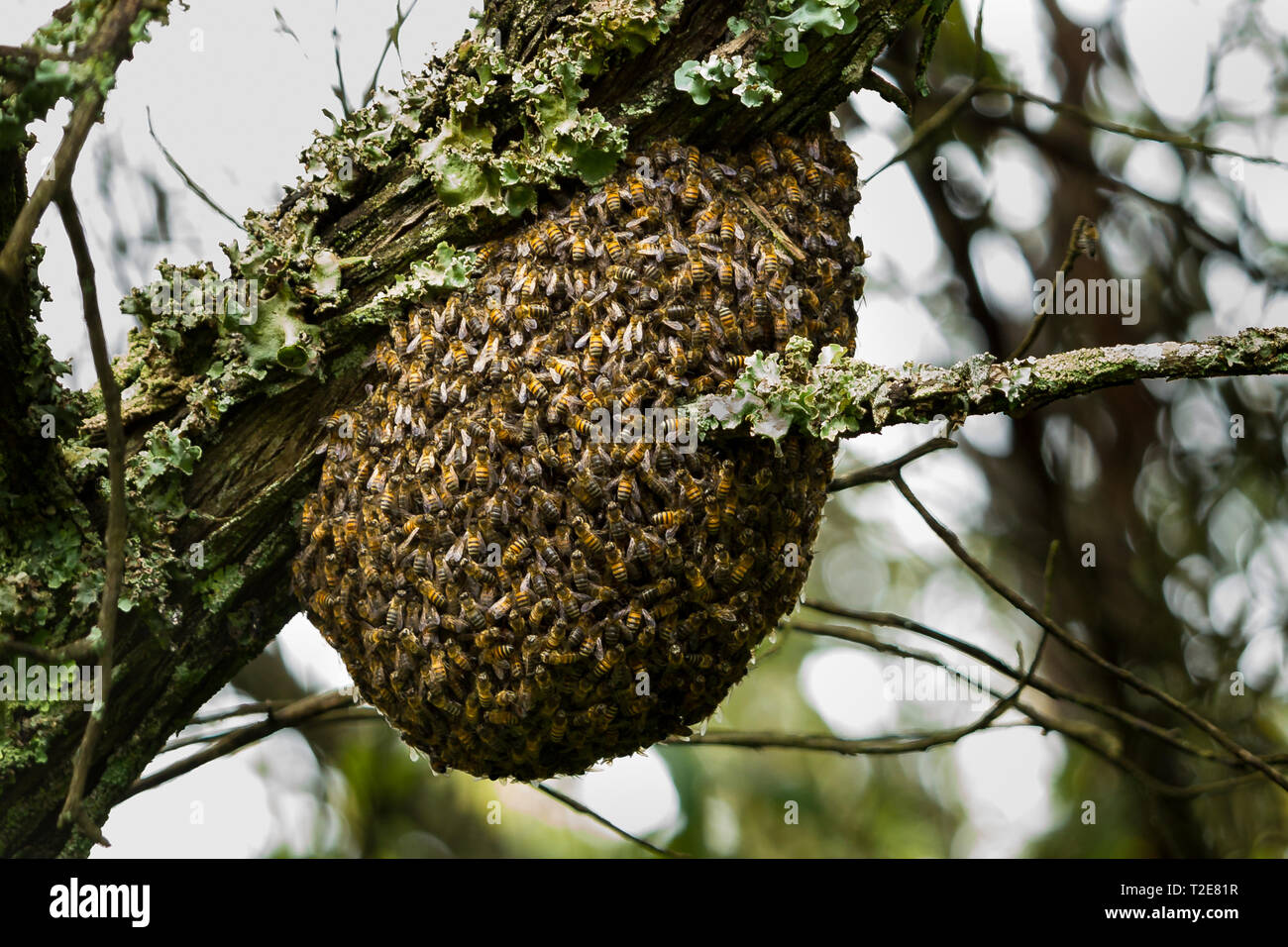Bee swarm africa hi-res stock photography and images - Alamy