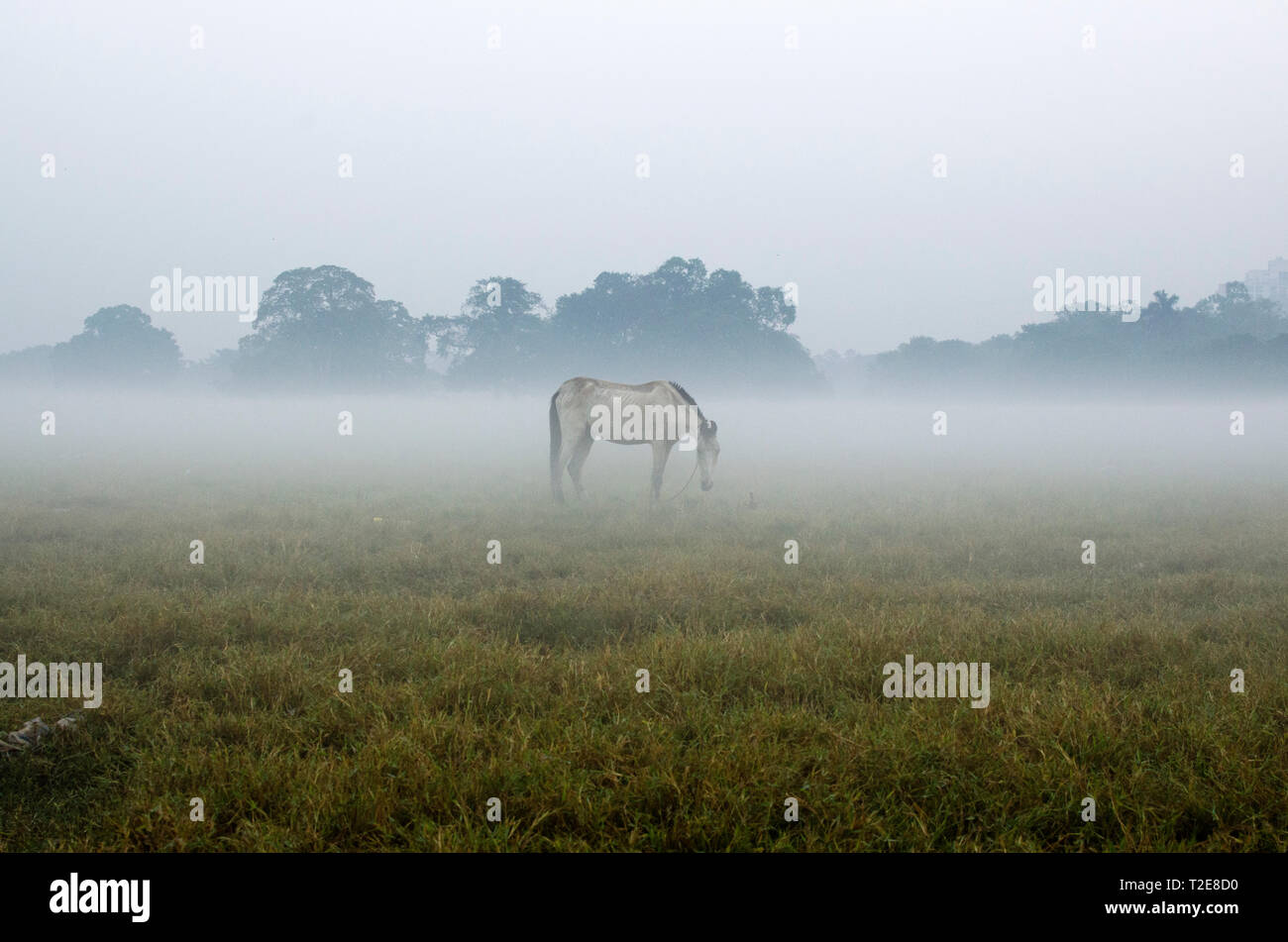 A horse in Maidan, Kolkata, India Stock Photo - Alamy