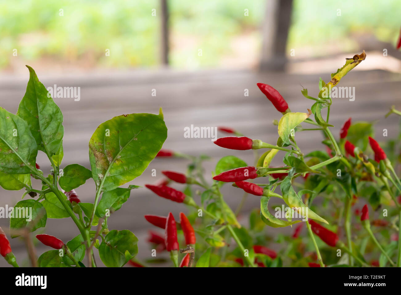 Thai chilli padi hi-res stock photography and images - Alamy