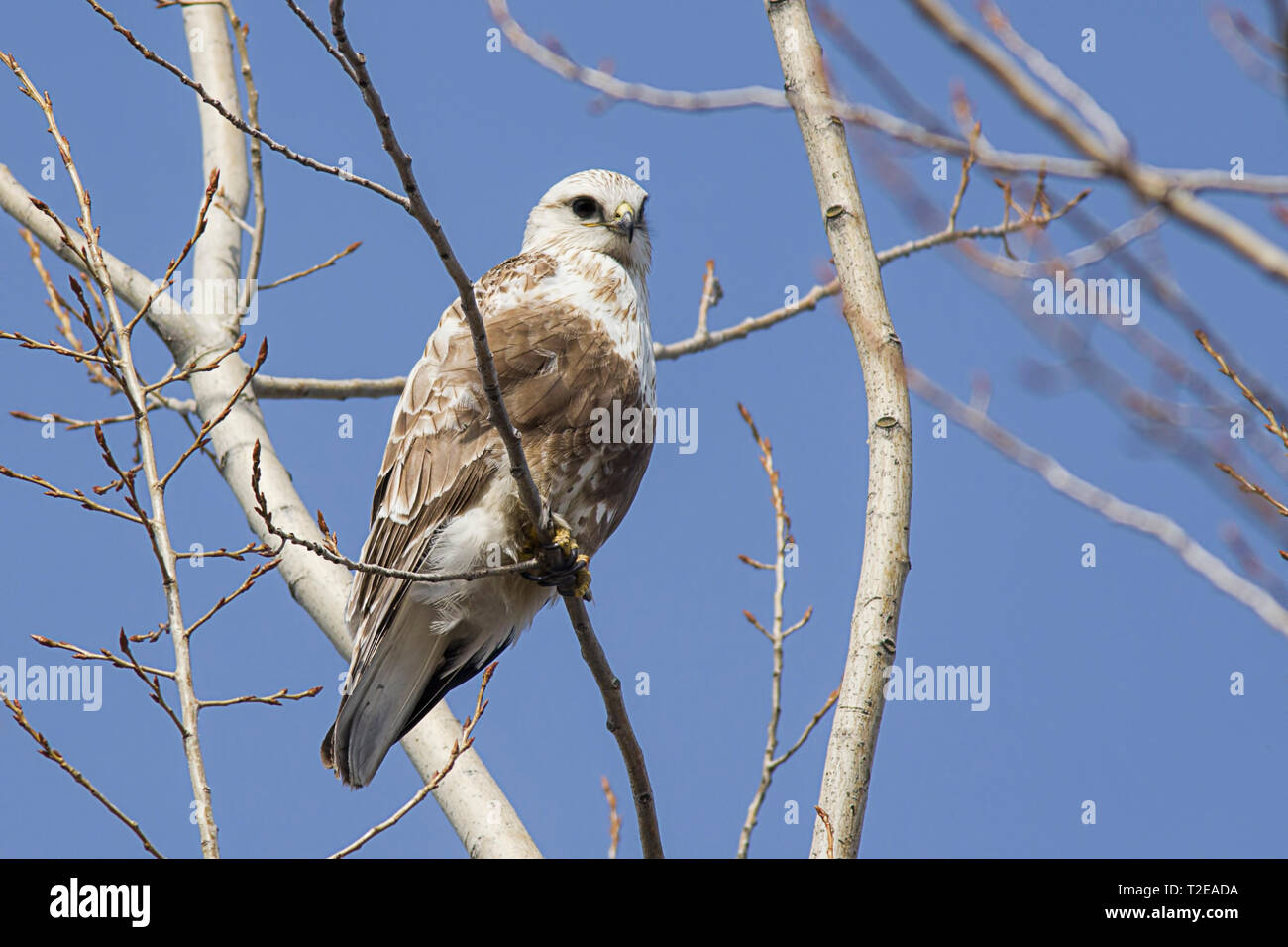 A hawk is perched in a tree on a bright sunny day in north Idaho Stock ...