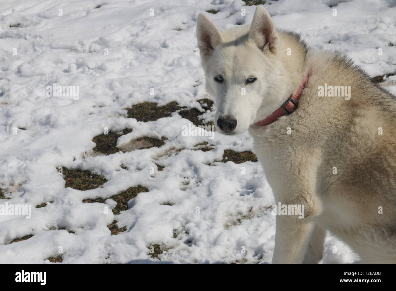 portrait of siberian husky snow Stock Photo - Alamy