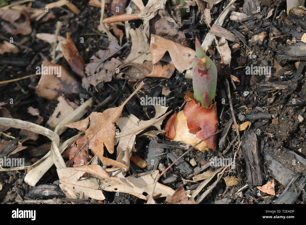 Spring Tulips Emerging Through Fresh Easter Snow Stock Photo - Alamy
