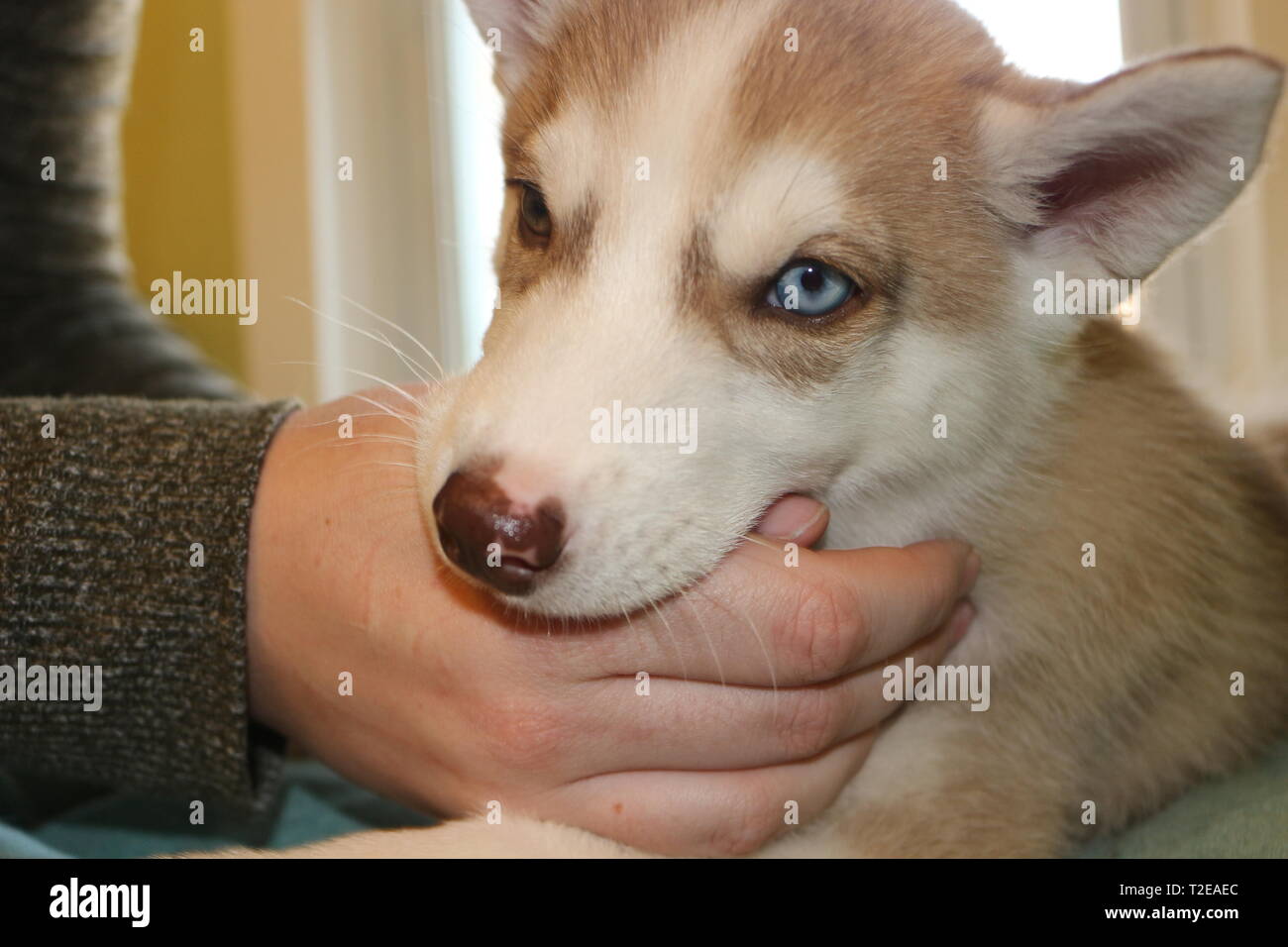 Little Siberian husky puppy biting the hand of its owner with copy ...